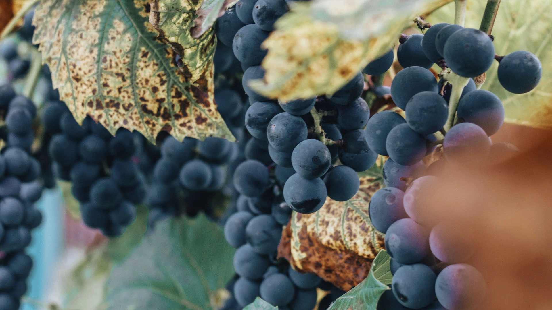 Discover Clairette: Everything You Need to Know About this Grape Varietal